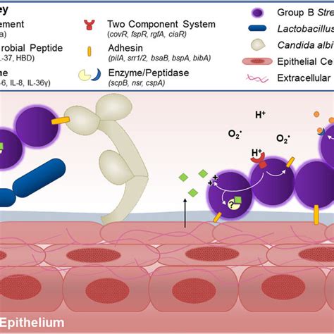 Host And Bacterial Factors Contributing To Group B Streptococcus