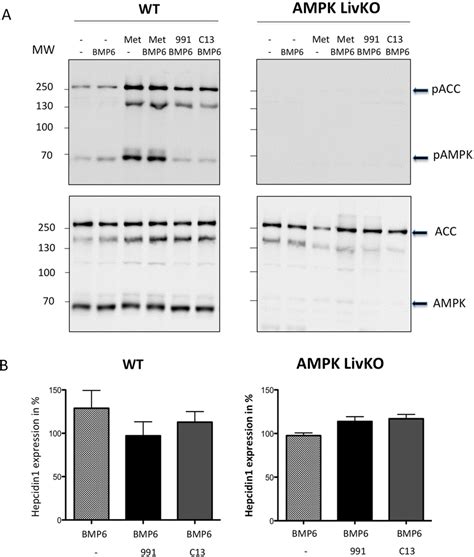 Effect Of 991 And C13 On Bmp6 Induced Hepcidin Gene Expression In Wt