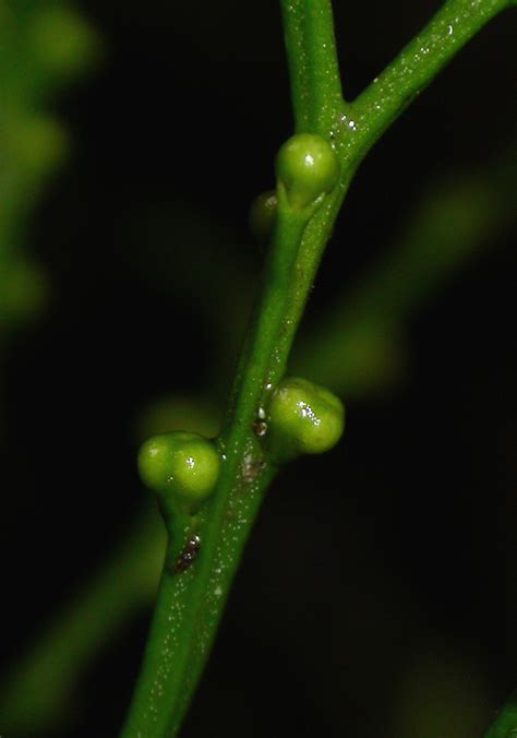 Psilotum Nudum Psilotaceae