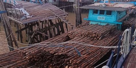 Bea Cukai Gagalkan Penyelundupan 5 700 Batang Kayu Teki Ilegal Ke
