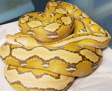 platinum mochino reticulated python by in your face exotix