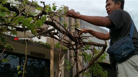Pruning Anggur Biar Berbuah Banyak Lebat Dan Serentak Youtube