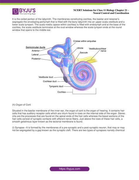 ncert solutions class 11 biology chapter 21 neural control and coordination