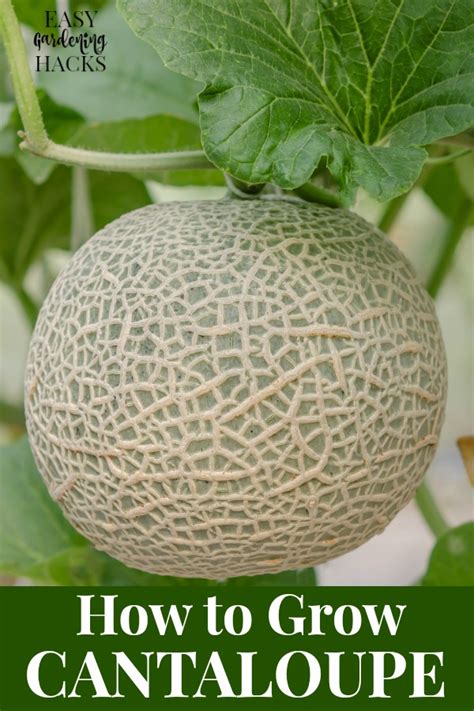 How To Grow Cantaloupe Easy Gardening Hacks™