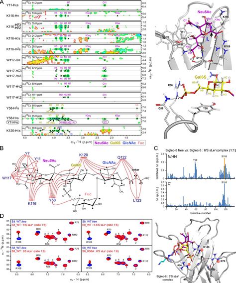 Structural Basis For Sulfation Dependent Self Glycan Recognition By The