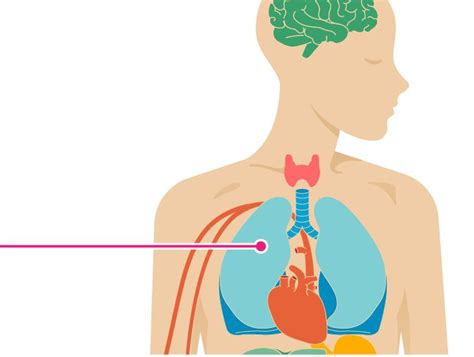 The Effects Of Sleep Apnea On The Body