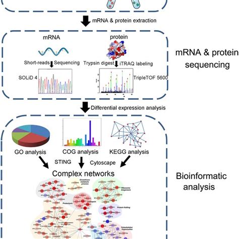 Pipeline Overview Of Transcriptome And Proteome Analysis Of