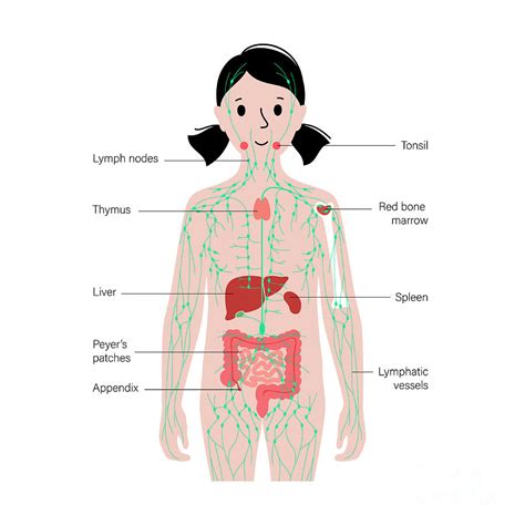 Immune System Diagram Labeled