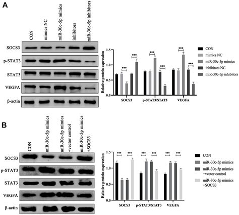Adipocyte Derived Exosomal Mir 30c 5p Promotes Ovarian Angiogenesis In