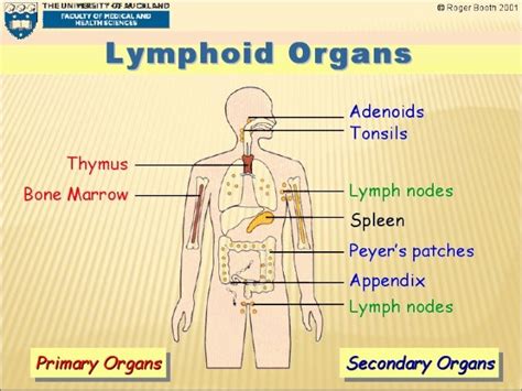 Lymphoid Organs Ppt