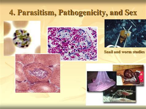 Ppt Biology Of Sex Powerpoint Presentation Free Download Id 6899927
