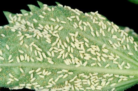 How To Get Rid Of Whiteflies On Houseplants