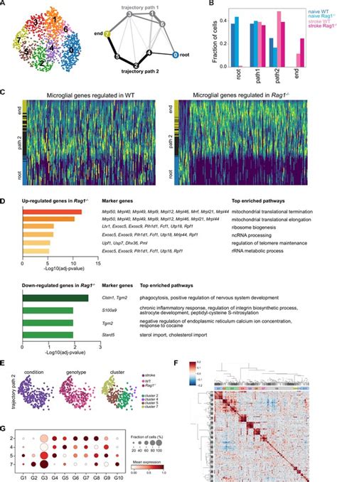 Figures And Data In T Cells Modulate The Microglial Response To Brain