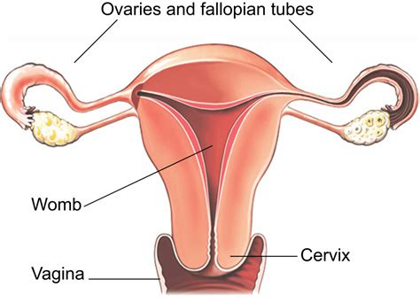 Hysterectomy Stephaine Toro