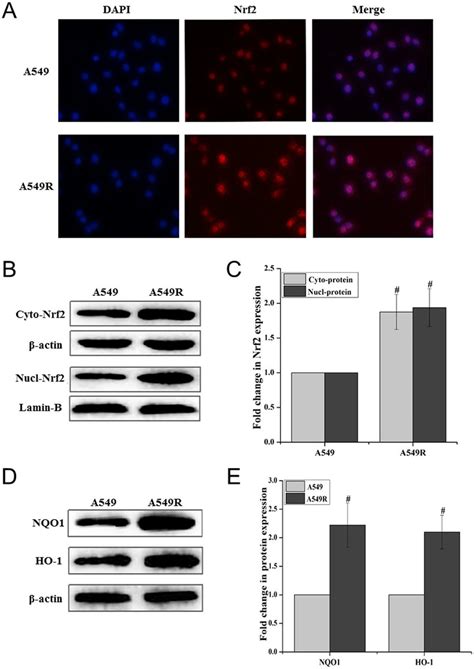 Activation Of The Nrf2 Signaling Pathway In A549 And A549r Cells The