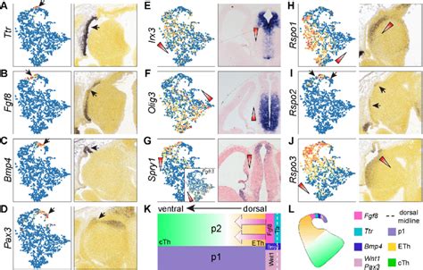 Inference Of Spatial Gene Expression Patterns In The P2 Domain With