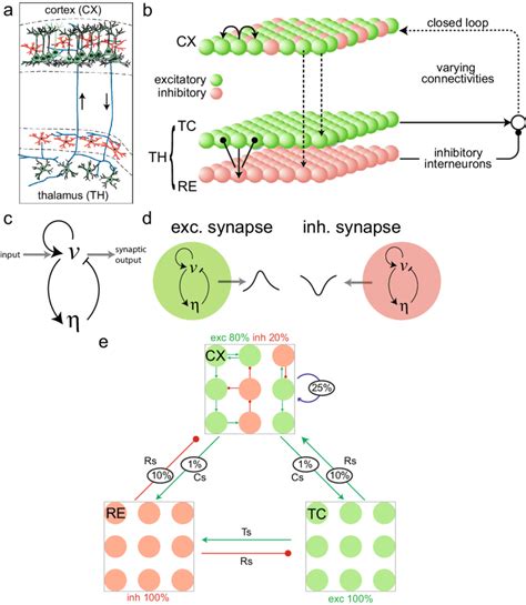 Neuron Model And Thalamocortical Network Structure A Diagram Of The