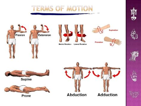 Body Movement Anatomy Anatomical Charts And Posters