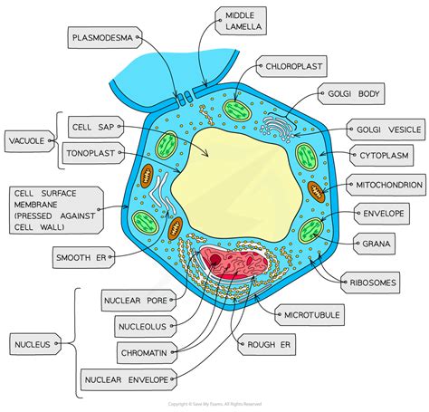 Ib Dp Biology Sl复习笔记1 2 4 Eukaryotic Cell Structure 翰林国际教育