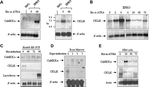 A Cascade Of Ca2 Calmodulin Dependent Protein Kinases Regulates The