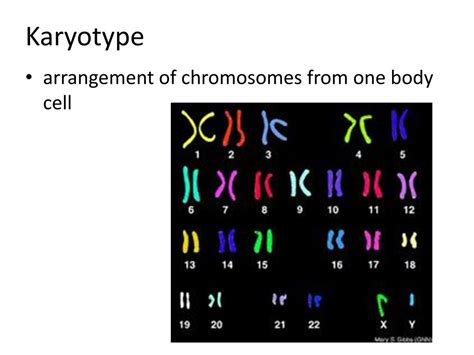 Ppt Chromosomal Mutations Powerpoint Presentation Free Download Id
