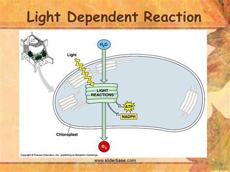 Light Dependent Reactions Explained