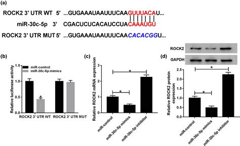 Mir 30c 5p Rock2 Axis Regulates Cell Proliferation Apoptosis And Emt
