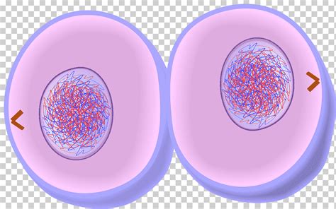 الانقسام الخلوي انقسام الخلية Telophase Prometaphase ، وغيرها متفرقات