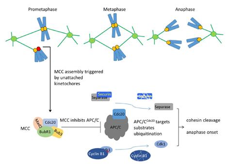 The Mitotic Checkpoint Complex Mcc Looking Back And Forth After 15 Years
