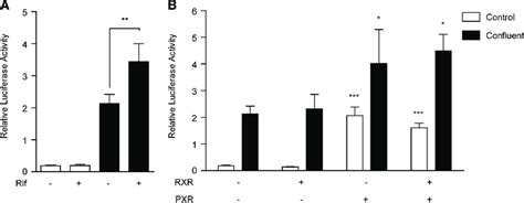 The Role Of Pxr In The Regulation Of Cyp3a4 In Confluent Huh7 Cells