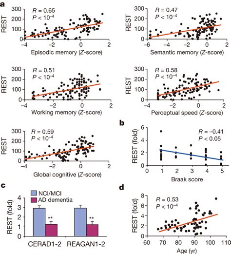 Nuclear Rest Is Positively Correlated With Cognitive Function And