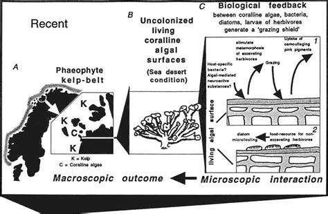 Conclusive Sketch Outlining The Microscopic Interactions And Their