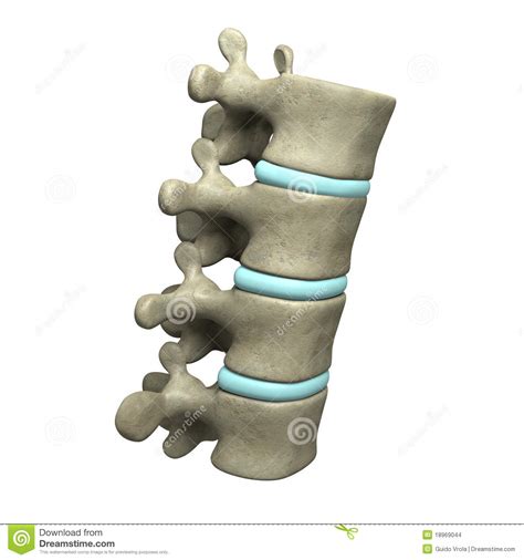 Vertebrae 库存例证 插画 包括有 è‚ èƒœå žè¯½è°¤ å¸¦çš¶é—ªé•¿å²© 18969044