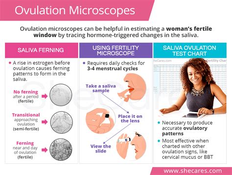 Symptoms Leading Up To Ovulation