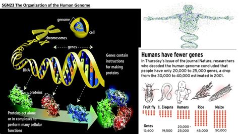 Ppt Sgn23 The Organization Of The Human Genome Powerpoint