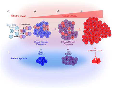 Explain Key Differences Between Central And Effector Memory T Cells