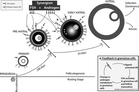 Synergism Between Androgen And Fsh The Figure Depicts The Potential