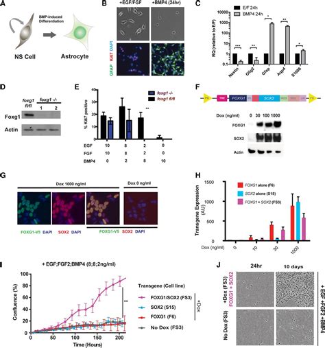 Elevated Foxg1 And Sox2 In Glioblastoma Enforces Neural Stem Cell