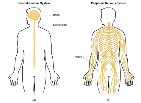 Parts Of The Nervous System Introduction To Psychology Course Hero