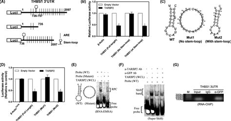 Tarbp2 Binds To Conserved Guanine Cytosine‐rich Stem‐loop Structure In