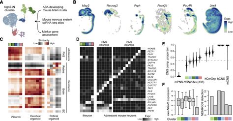 Ngn2 Induces Diverse Neuron Types From Human Pluripotency Stem Cell