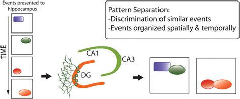 Pattern Separation Hypothesis Of Adult Neurogenesis Developed For The