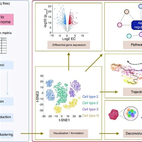 2 Preprocessing And Basic Analyses For Scrna Seq Data A