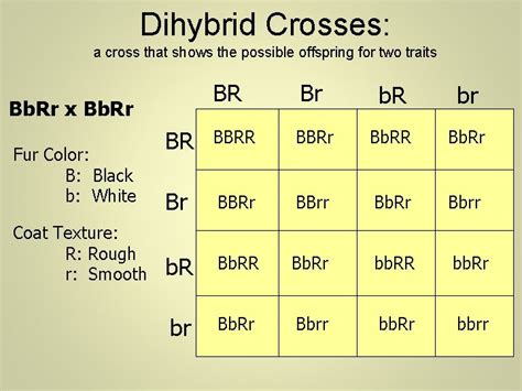Heredity And Genetics Part Two Dihybrid Crosses Two