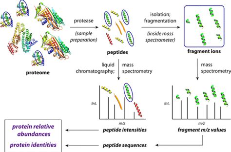 An Introduction To Mass Spectrometry Based Proteomics Journal Of