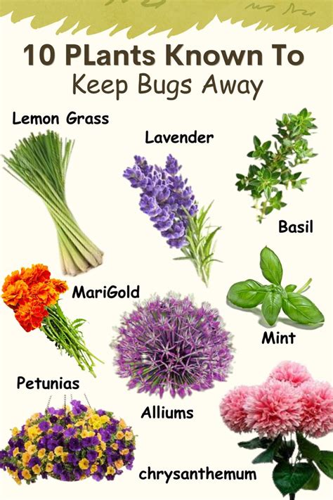Best Gardening Tips And Ideas 10 Plants To Keep Bugs Away In 2024