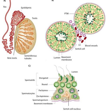 Organization Of The Testis A A Cross Section Through A Testis