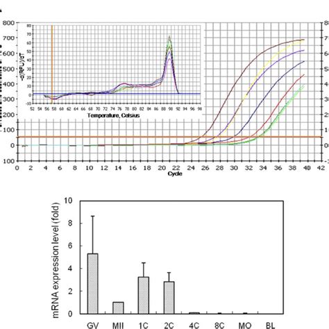 Quantitative Real Time Rt Pcr Analysis Of Sebox Expression During