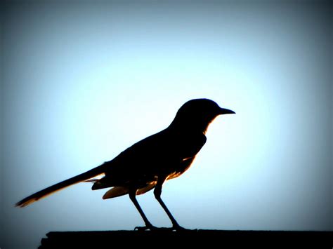 Free Images Silhouette Wing Sunset Beak Shadow Glow Black