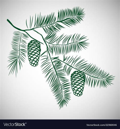 Hand Drawn Pine Tree Branch Vector Image On Vectorstock Pine Tree Art